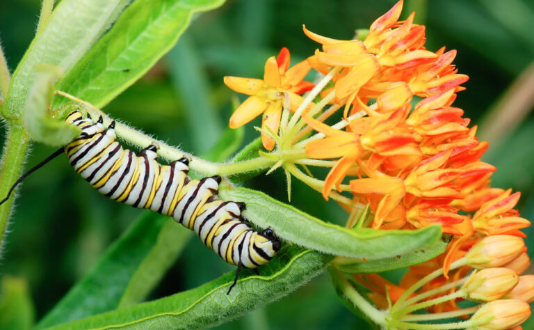 Meet Your Natives: Butterfly Weed – NeighborSpace of Baltimore County