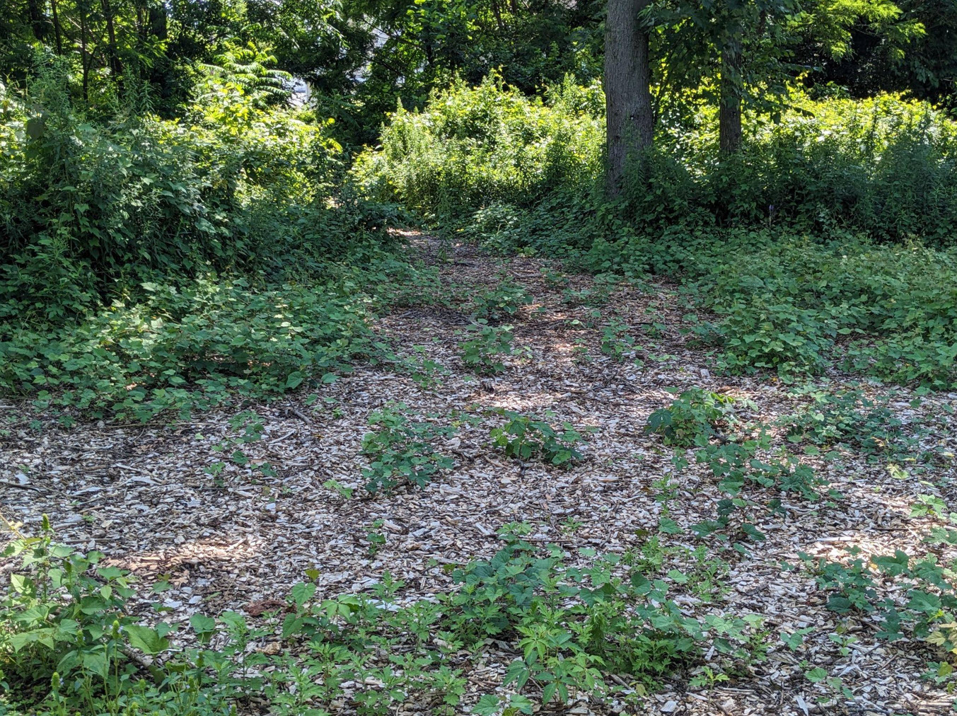 Adelaide Bentley Park Makeover! – NeighborSpace of Baltimore County