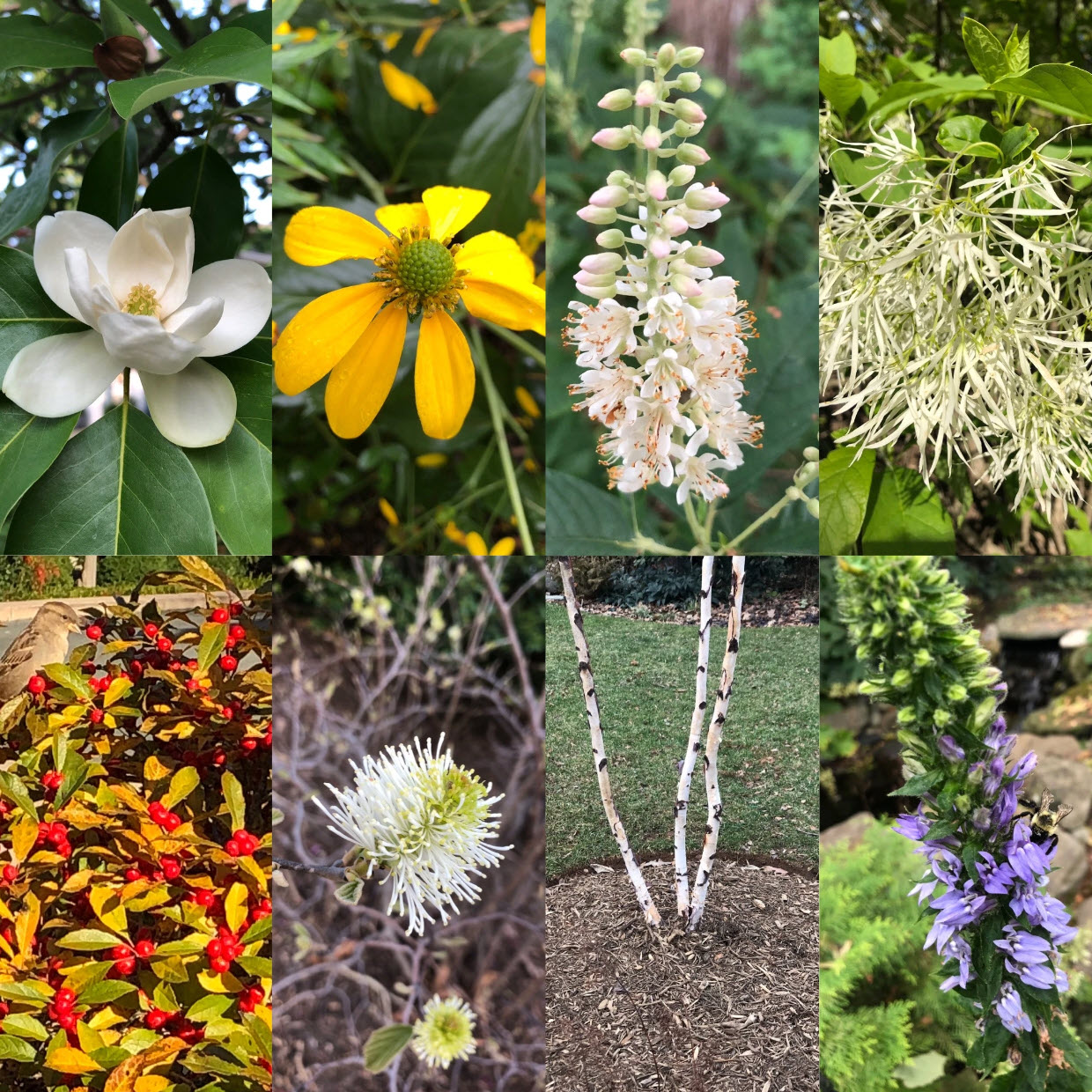 Rethinking Language Around Invasive Species – NeighborSpace of ...