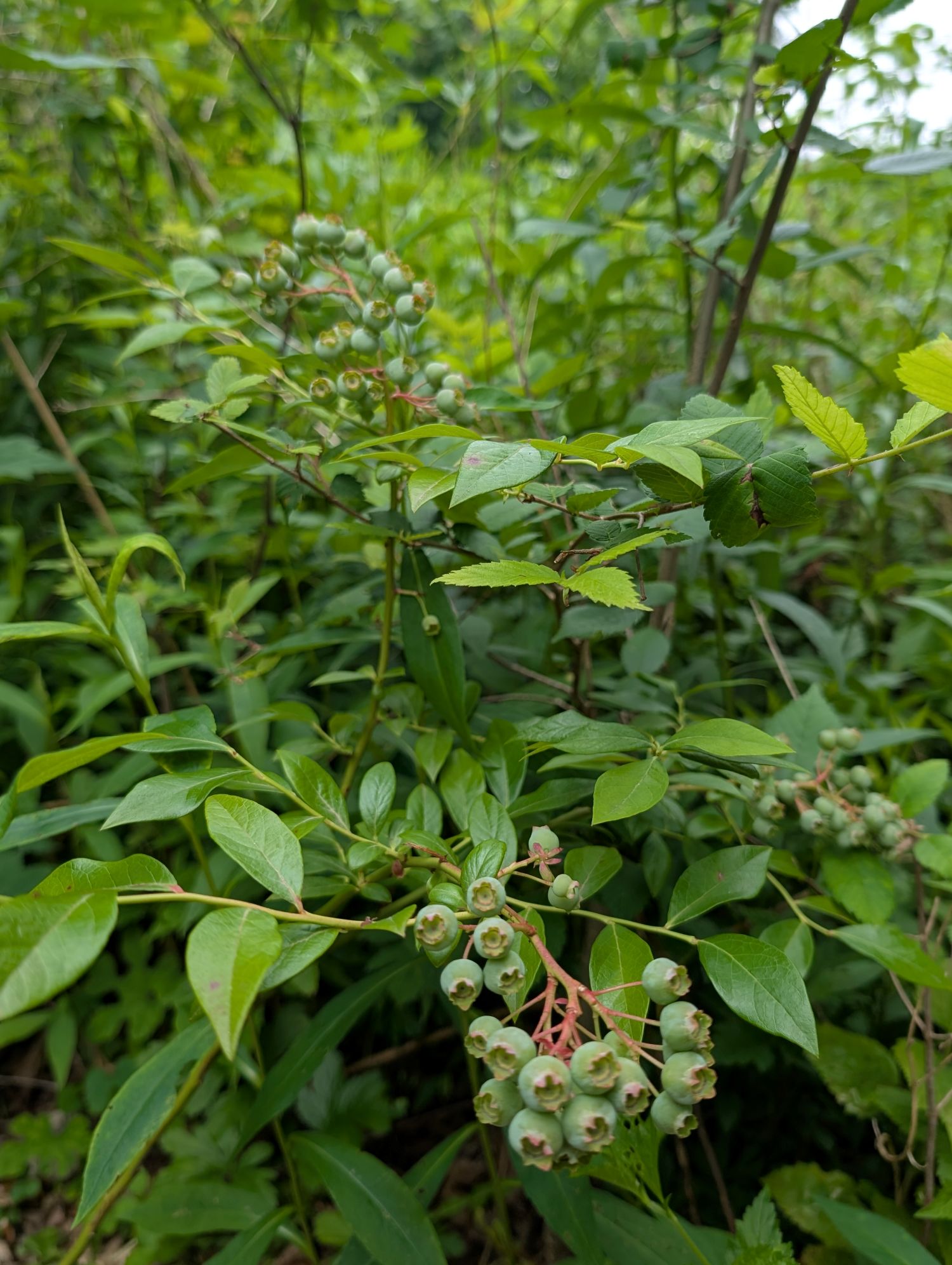 Adelaide Bentley’s Edible Forest – NeighborSpace of Baltimore County