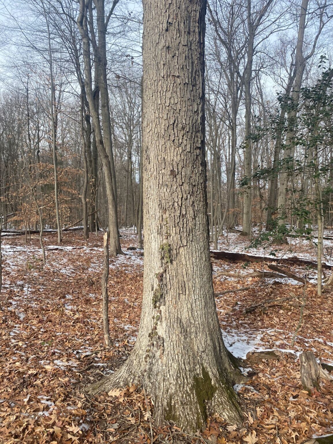 Winter Tree Identification – NeighborSpace of Baltimore County